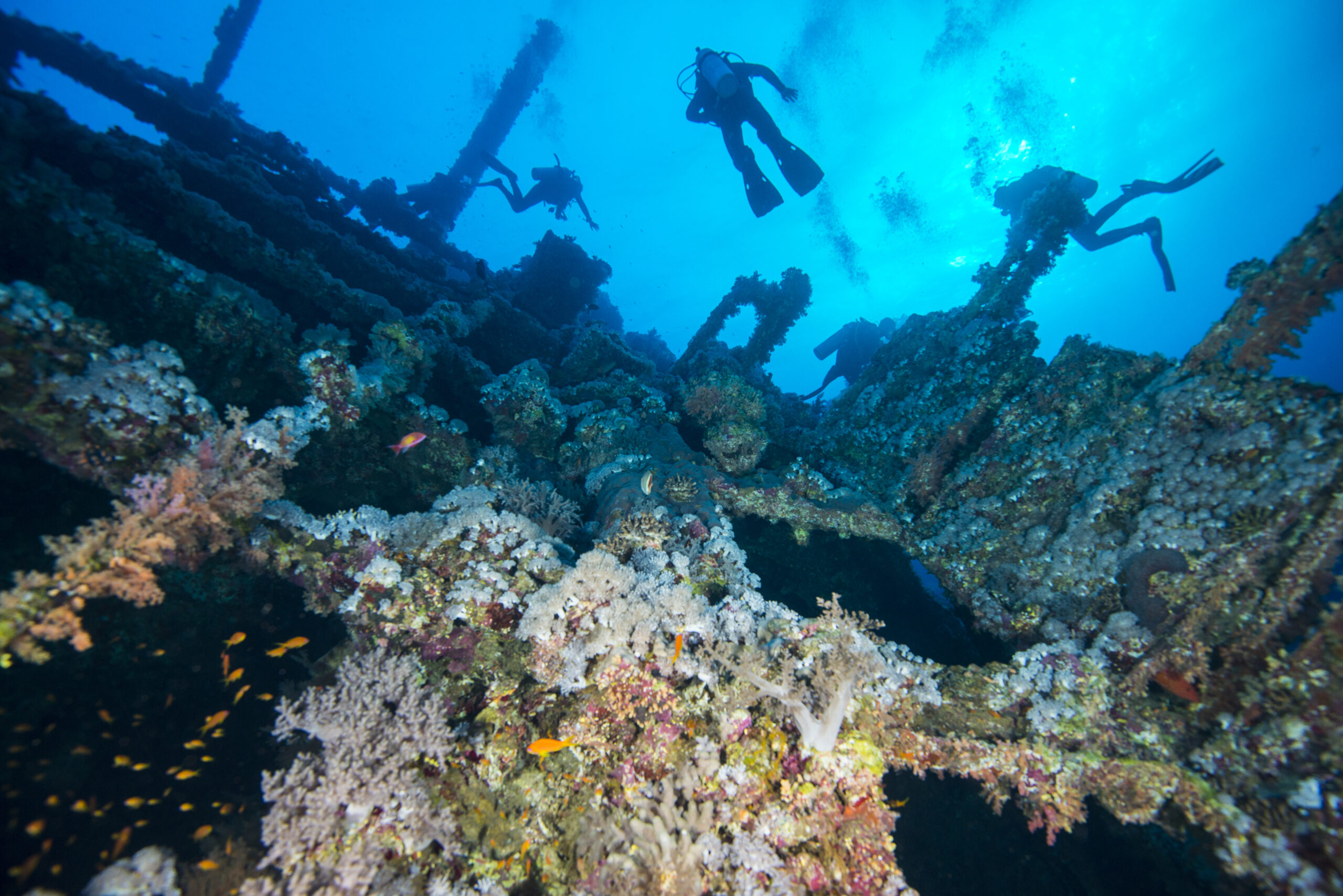 Scuba Divers’ Travel Guide to Red Sea - DiverTown