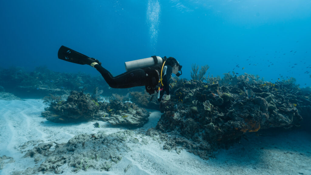 What is a Forward Roll Entry? - DiverTown