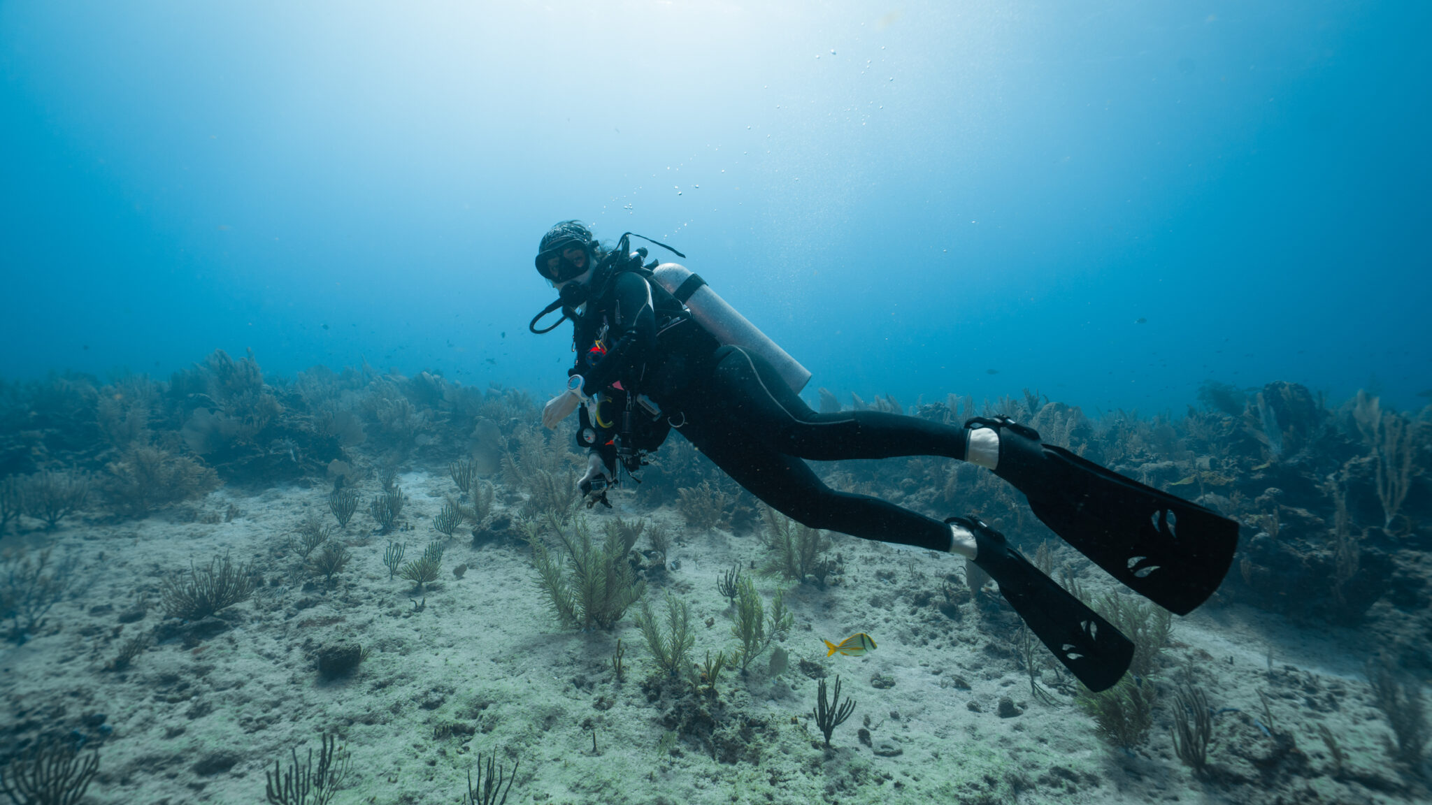 What is Upwelling? - DiverTown