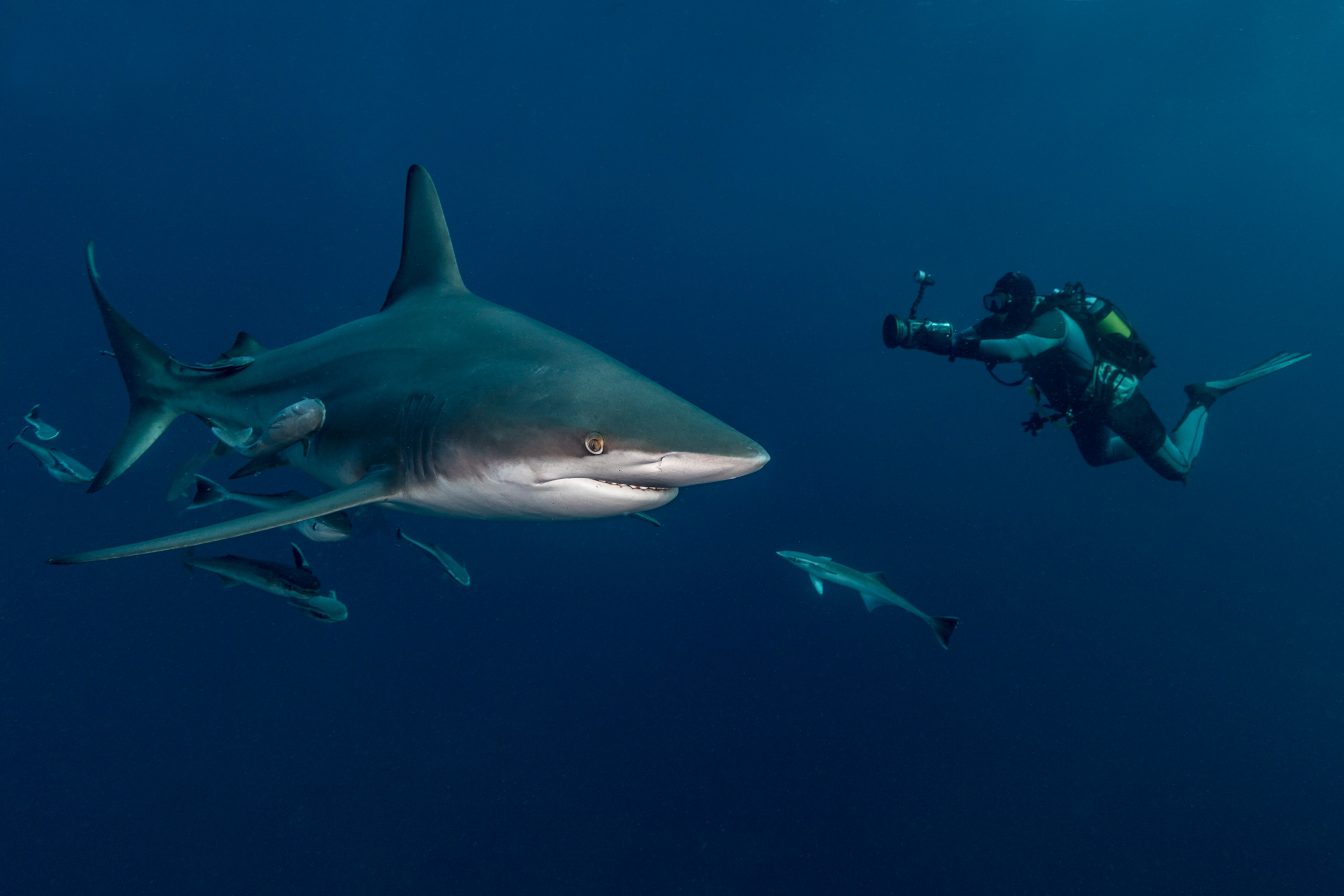 Scuba Divers’ Travel Guide to Cook Islands - DiverTown